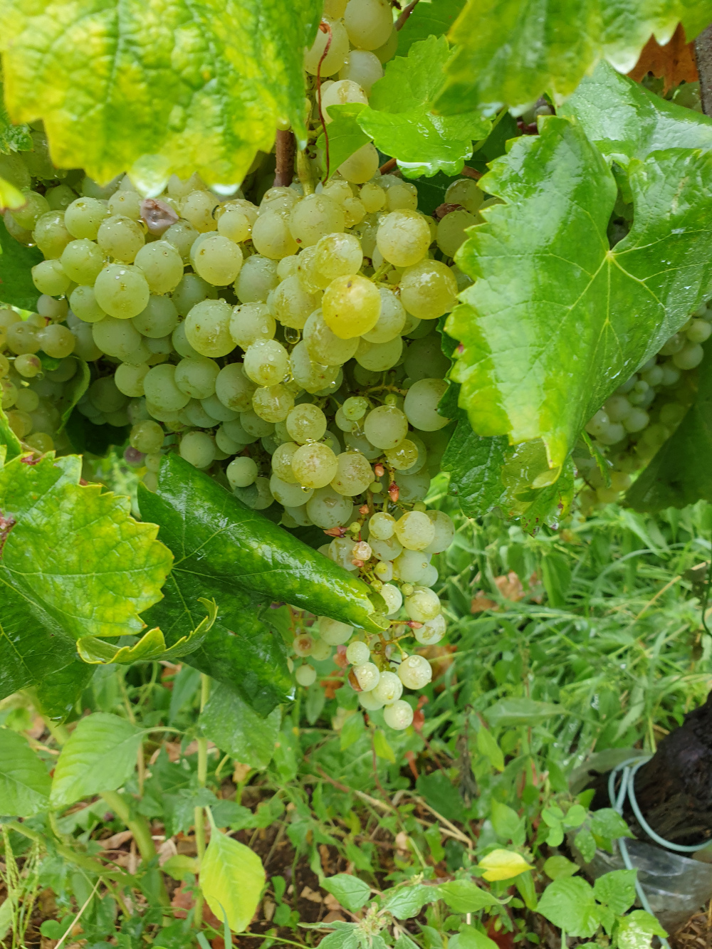 Le Colture Prosecco Superiore DOCG: beauty and elegance from the hills ...