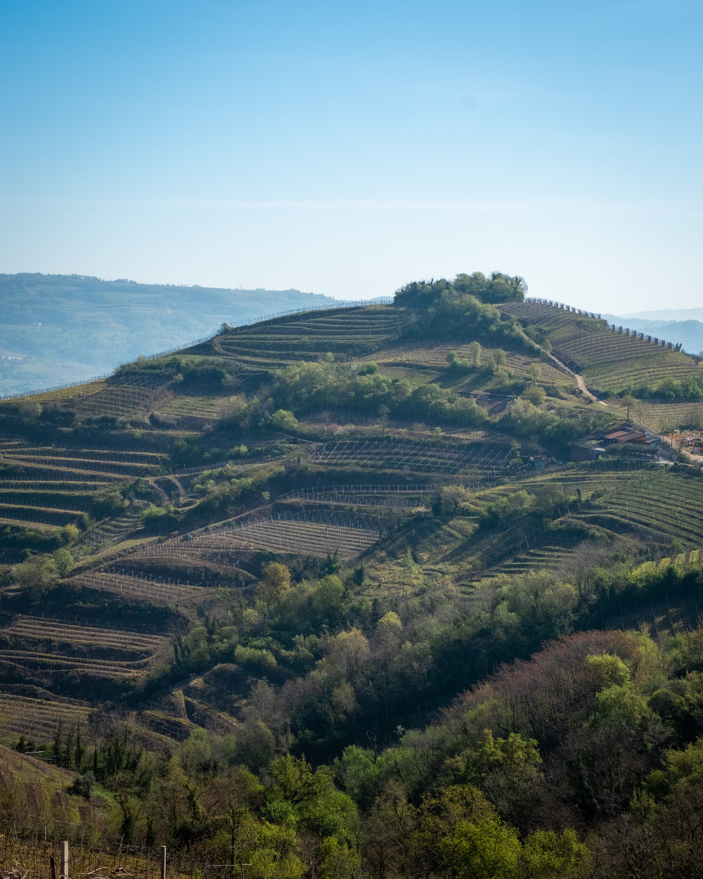 Suavia - volcanically dynamic Soave Classico! | The Write Taste